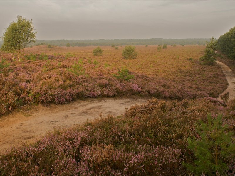 Heide(corridor) Elspetergrindweg